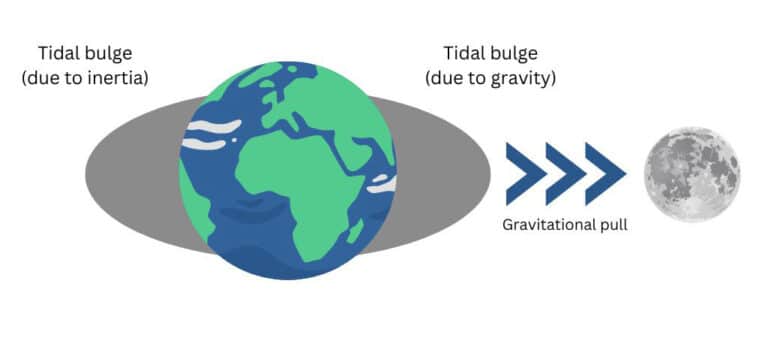 How the Moon Affects the Tides | Description & Diagrams
